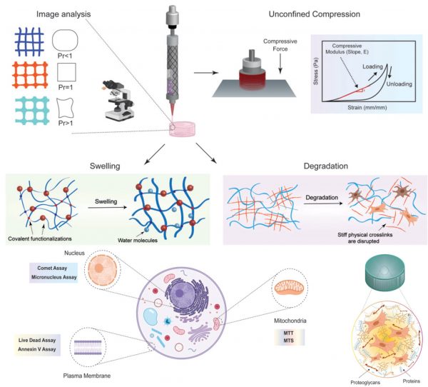 What is Bioprinting – Part 6 of 6: Post-Printing Processes | Brinter